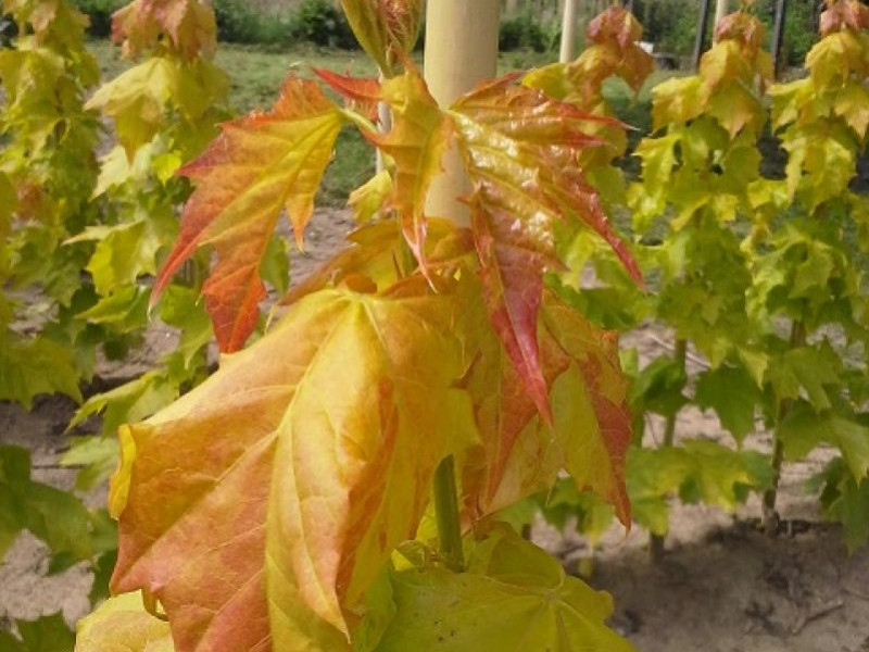 Vergroeiing oculatie